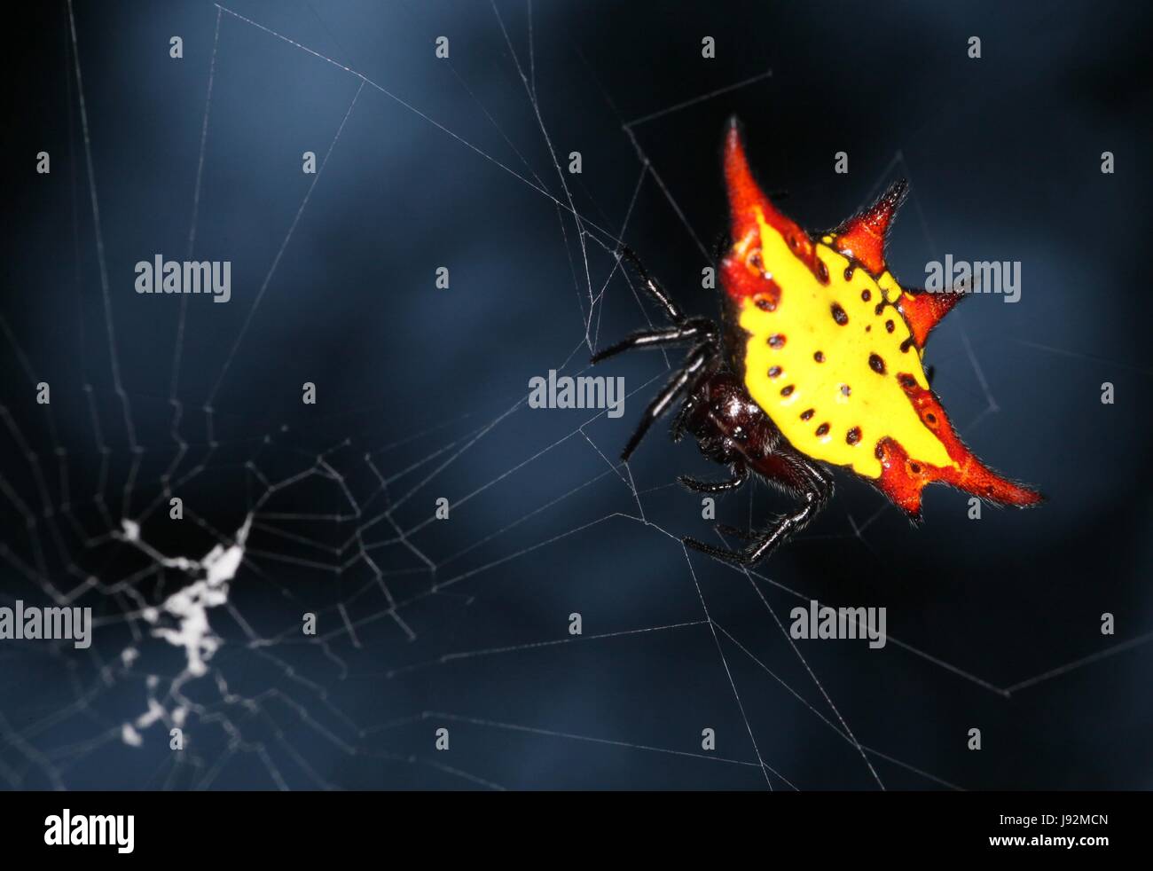 sting spider in south africa Stock Photo - Alamy