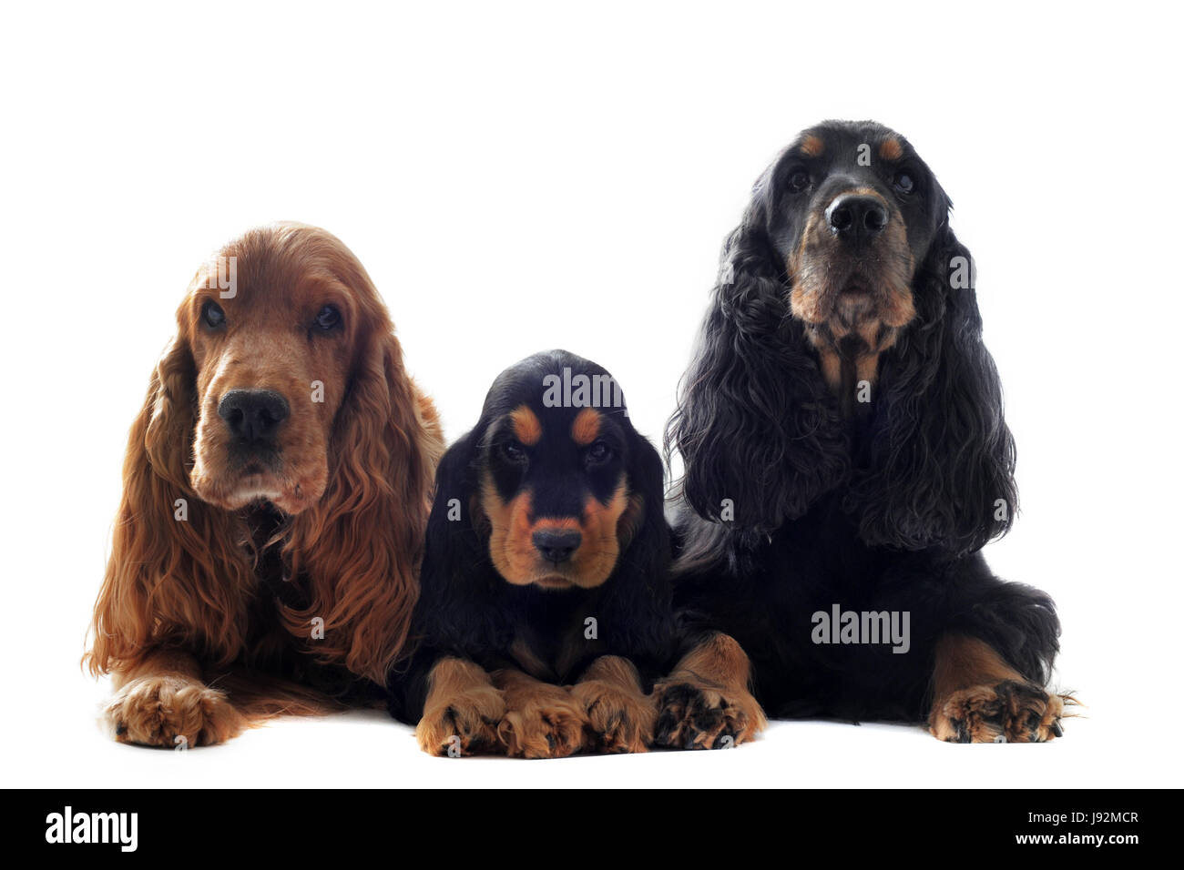 Family dog family dogs hi-res stock photography and images - Alamy