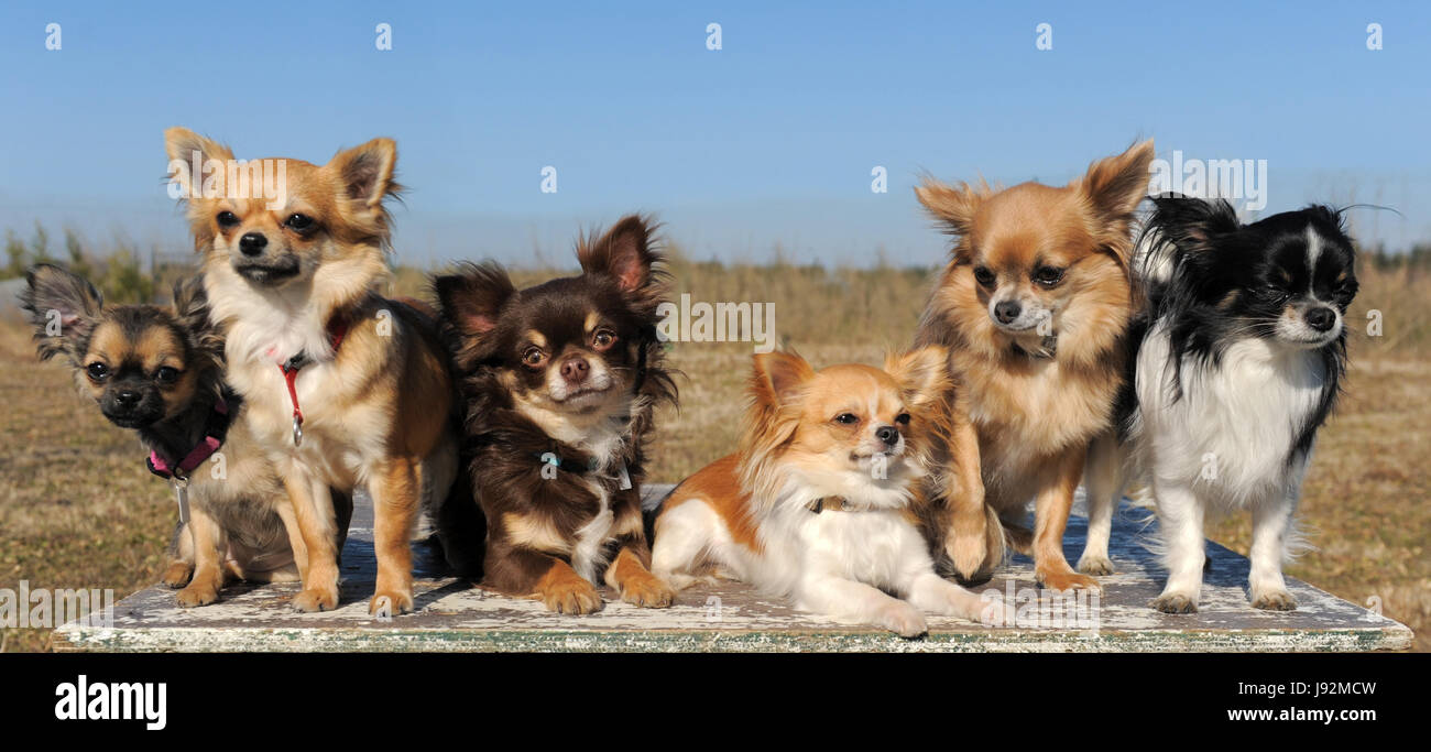 dog, dogs, puppy, six, puppies, group, whelps, pupies, blue, beautiful ...