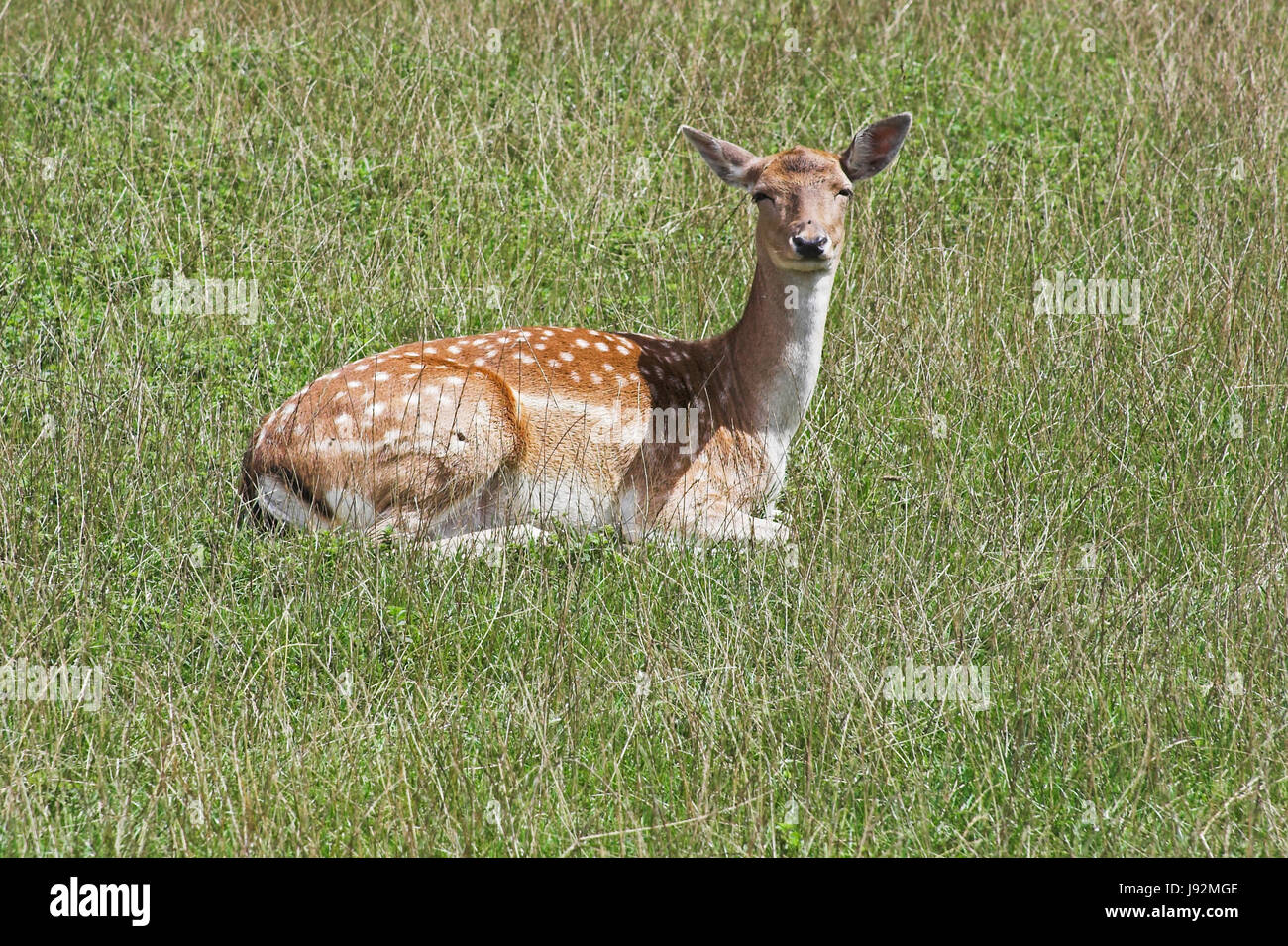 Roe deer picture hi-res stock photography and images - Alamy