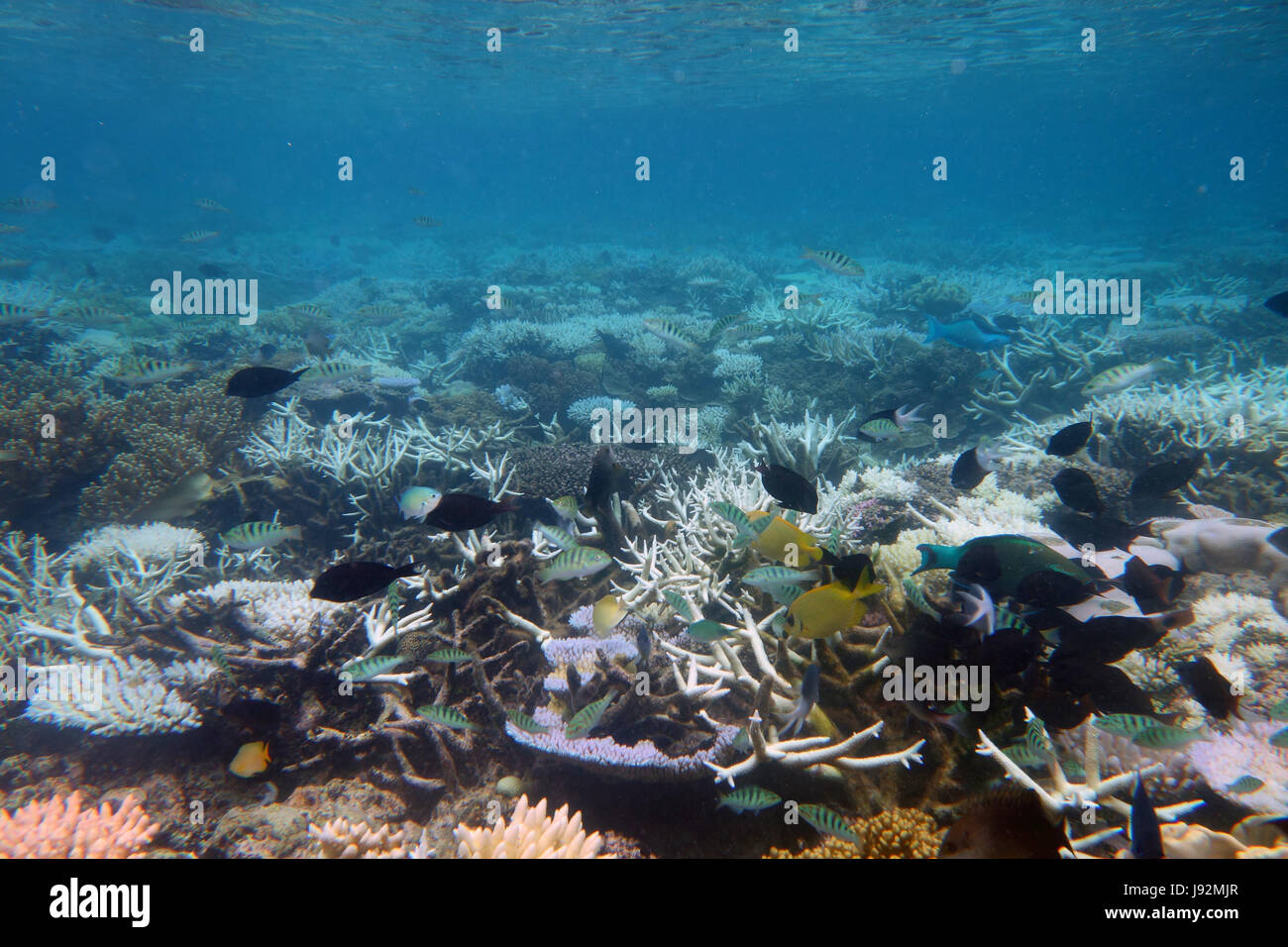 Shallow bleached coral reef with many fish, Great Barrier Reef ...