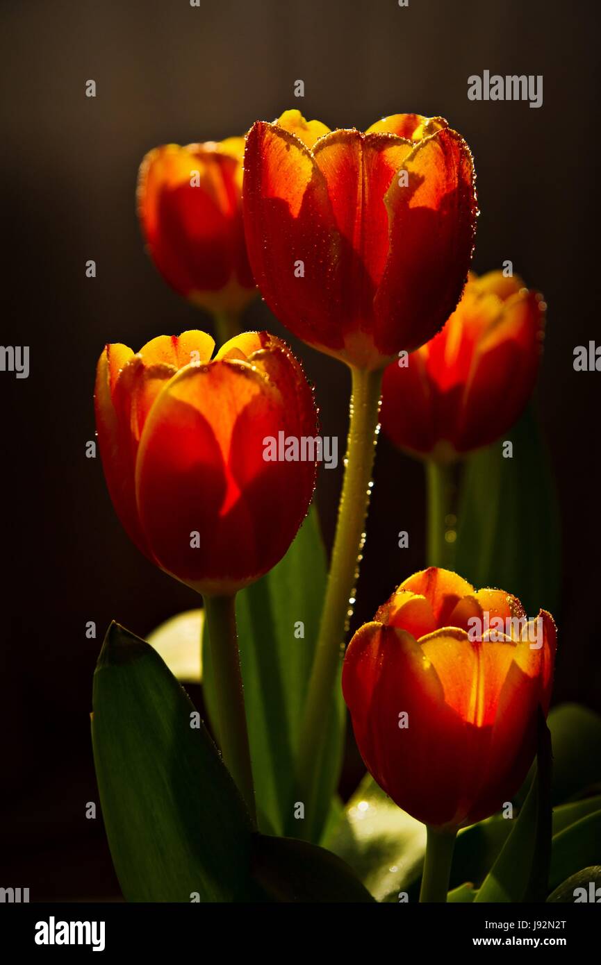 Worms eye view tulip garden hi-res stock photography and images - Alamy