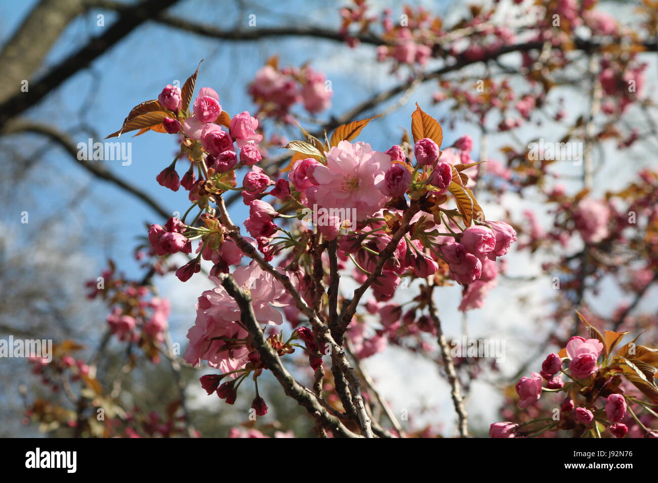 Sakura Tree in Spring Stock Photo - Alamy