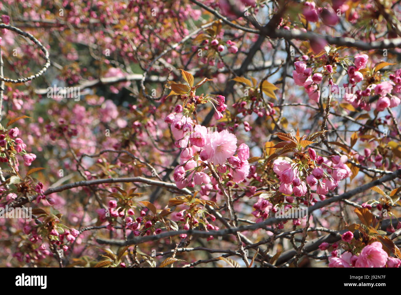 Pink Sakura Tree in spring Stock Photo - Alamy