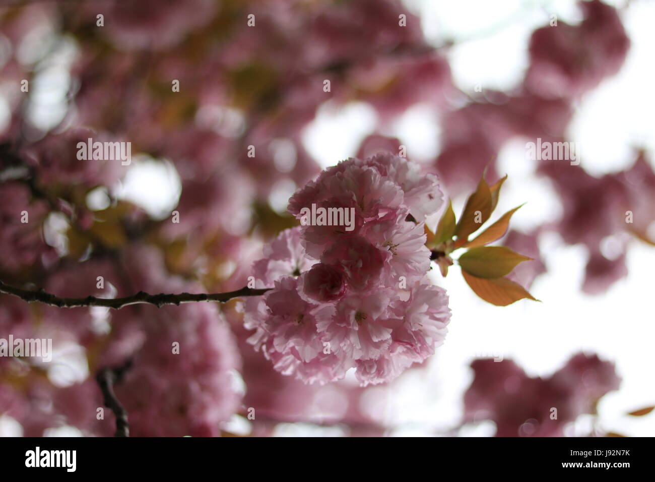 Pink sakura tree hi-res stock photography and images - Alamy