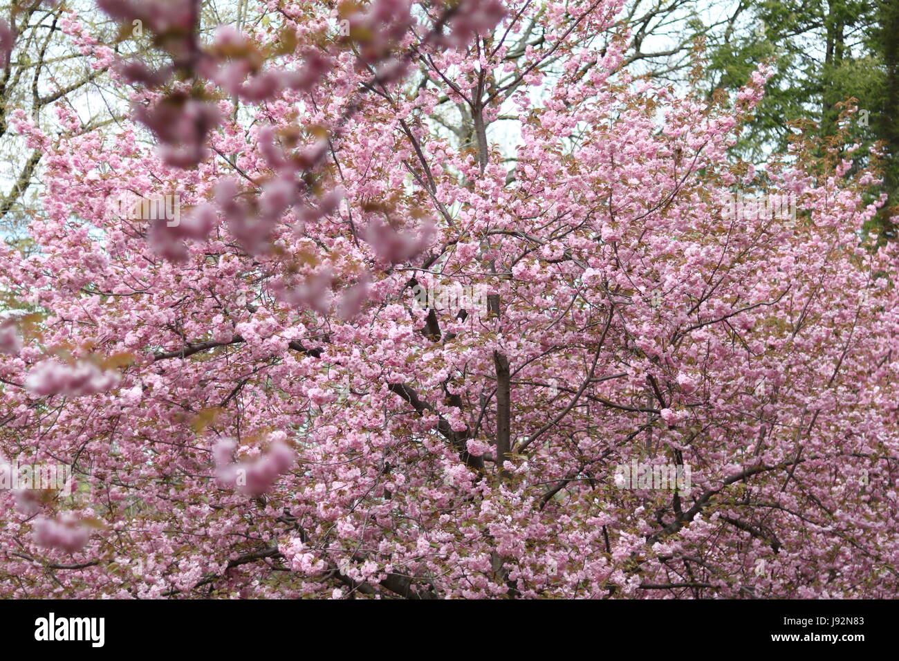 Pink Sakura Tree in spring Stock Photo - Alamy