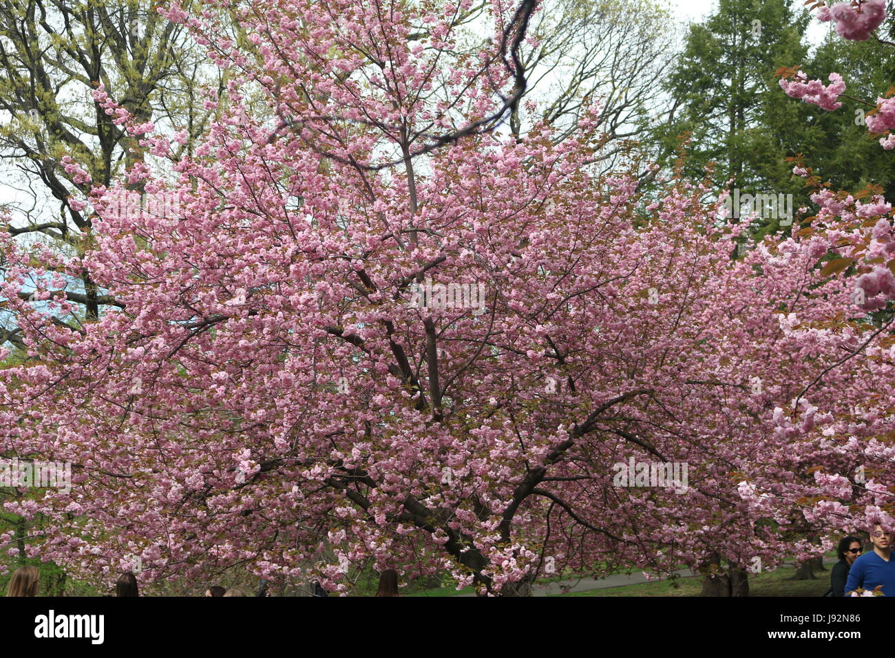 Sakura Trees in Spring Stock Photo - Alamy