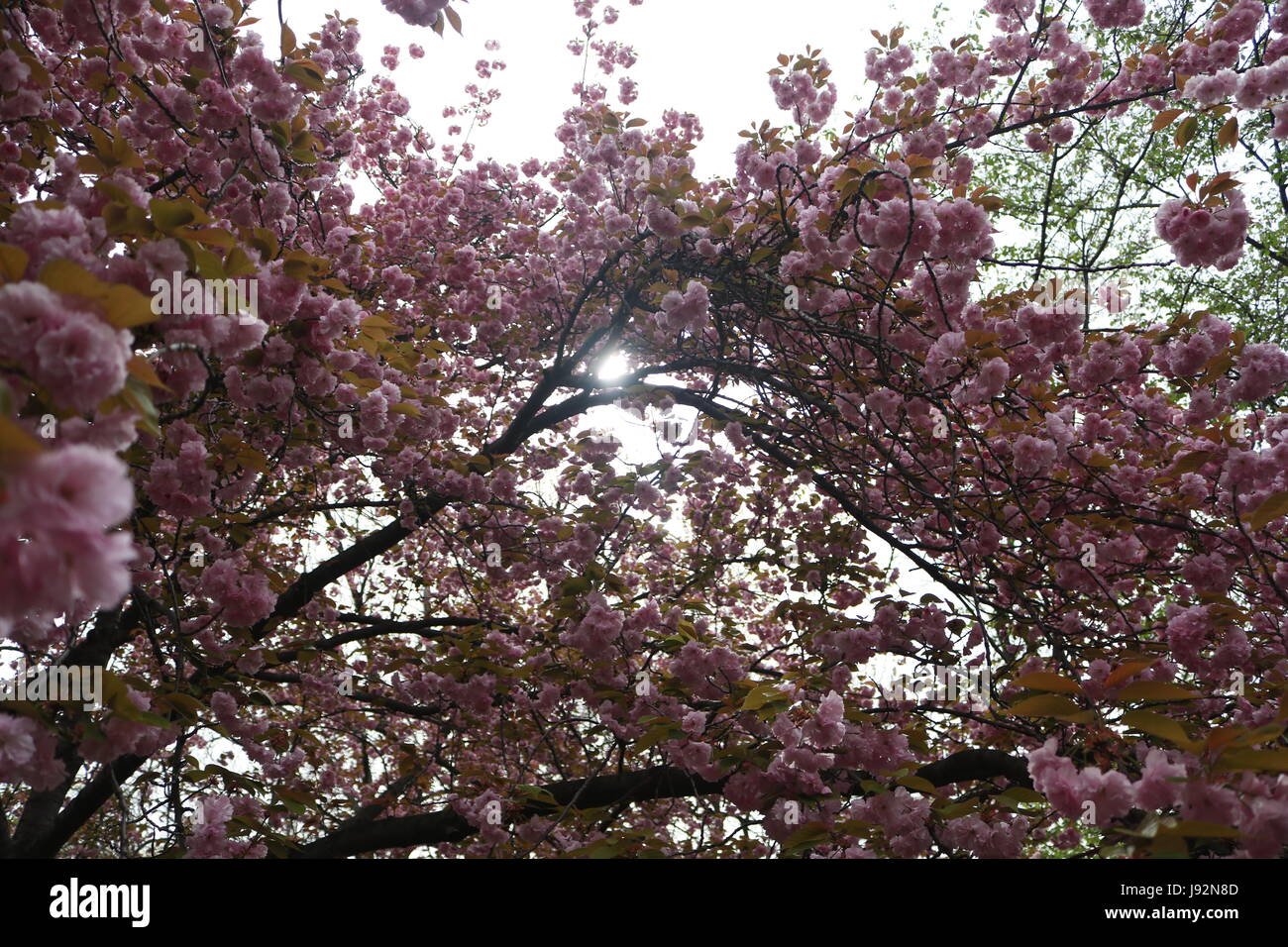 Pink Sakura Tree in spring Stock Photo - Alamy