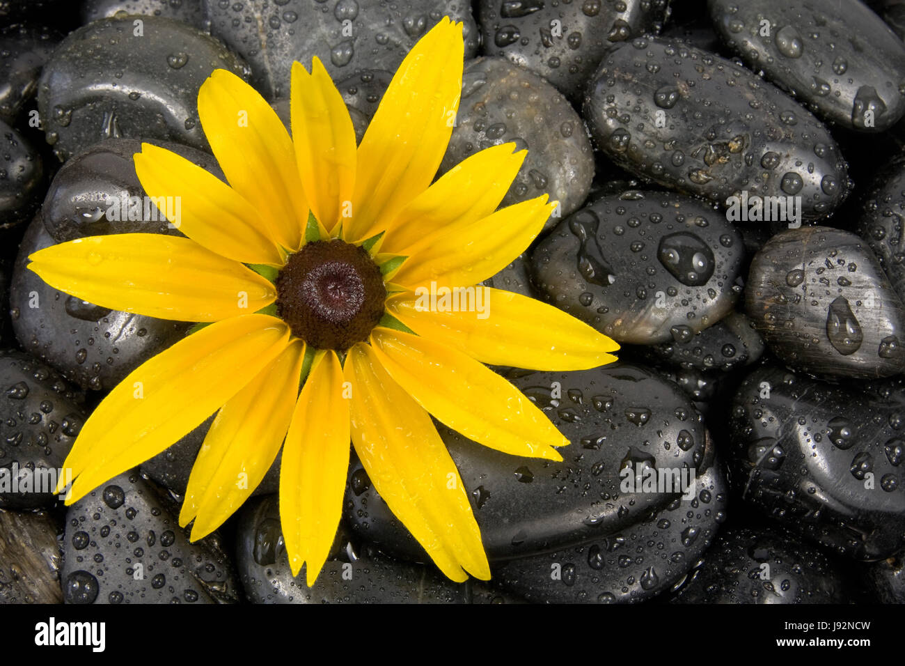 stone, flower, plant, therapy, pebble, spa, mineral spring, medicinal ...