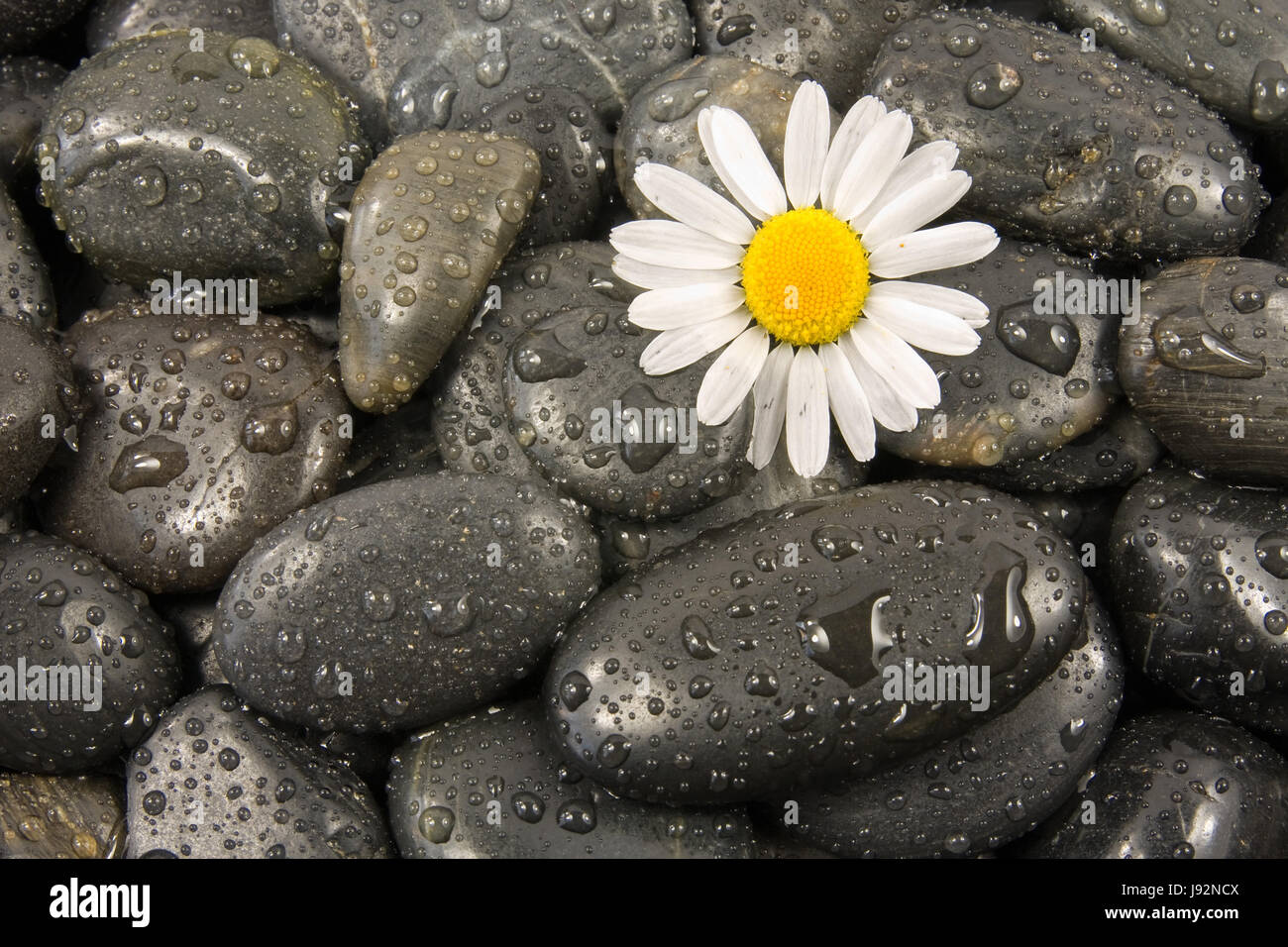 stone, flower, plant, daisy, therapy, pebble, spa, mineral spring ...