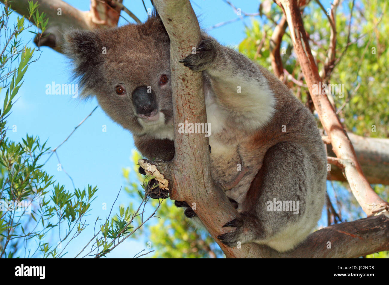 Koala Bear in the wild in the eucalyptus trees on Cape Otway in ...
