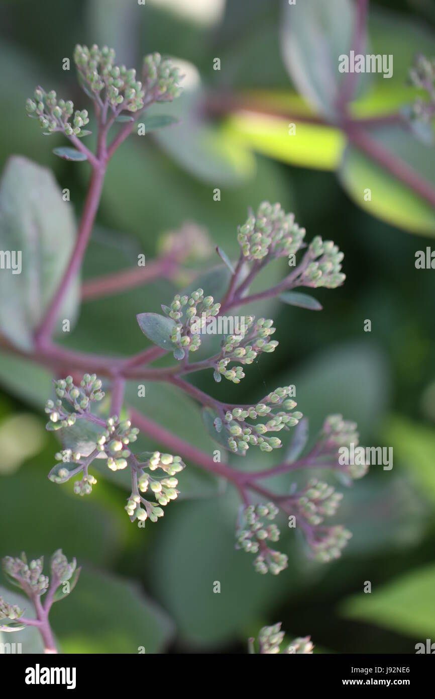 garden, gardens, shrub, hen, stonecrop, shine, shines, bright, lucent ...