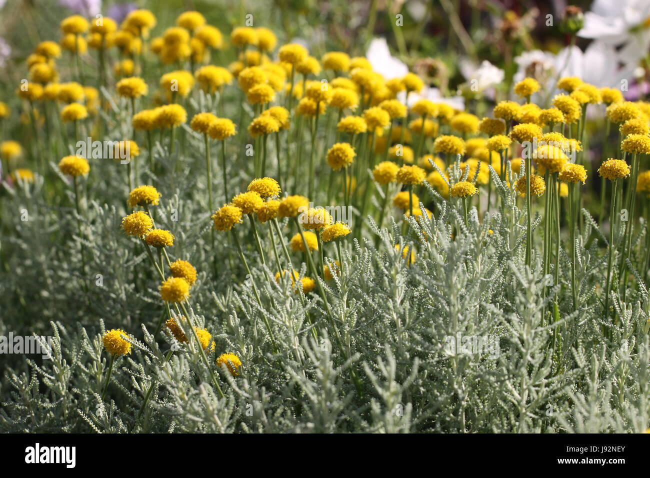 santolina santolina chamaecyparissus Stock Photo - Alamy