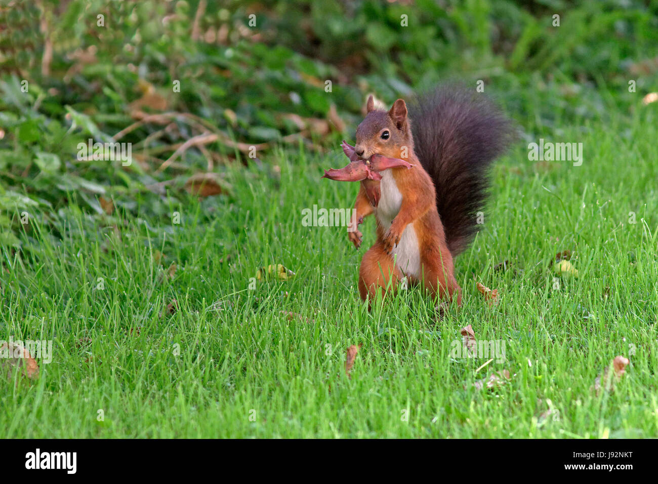 Industrious squirrel hi-res stock photography and images - Alamy