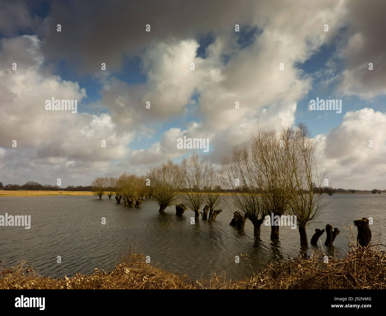 flood, high tide, river, water, willow, blue, environment, enviroment ...
