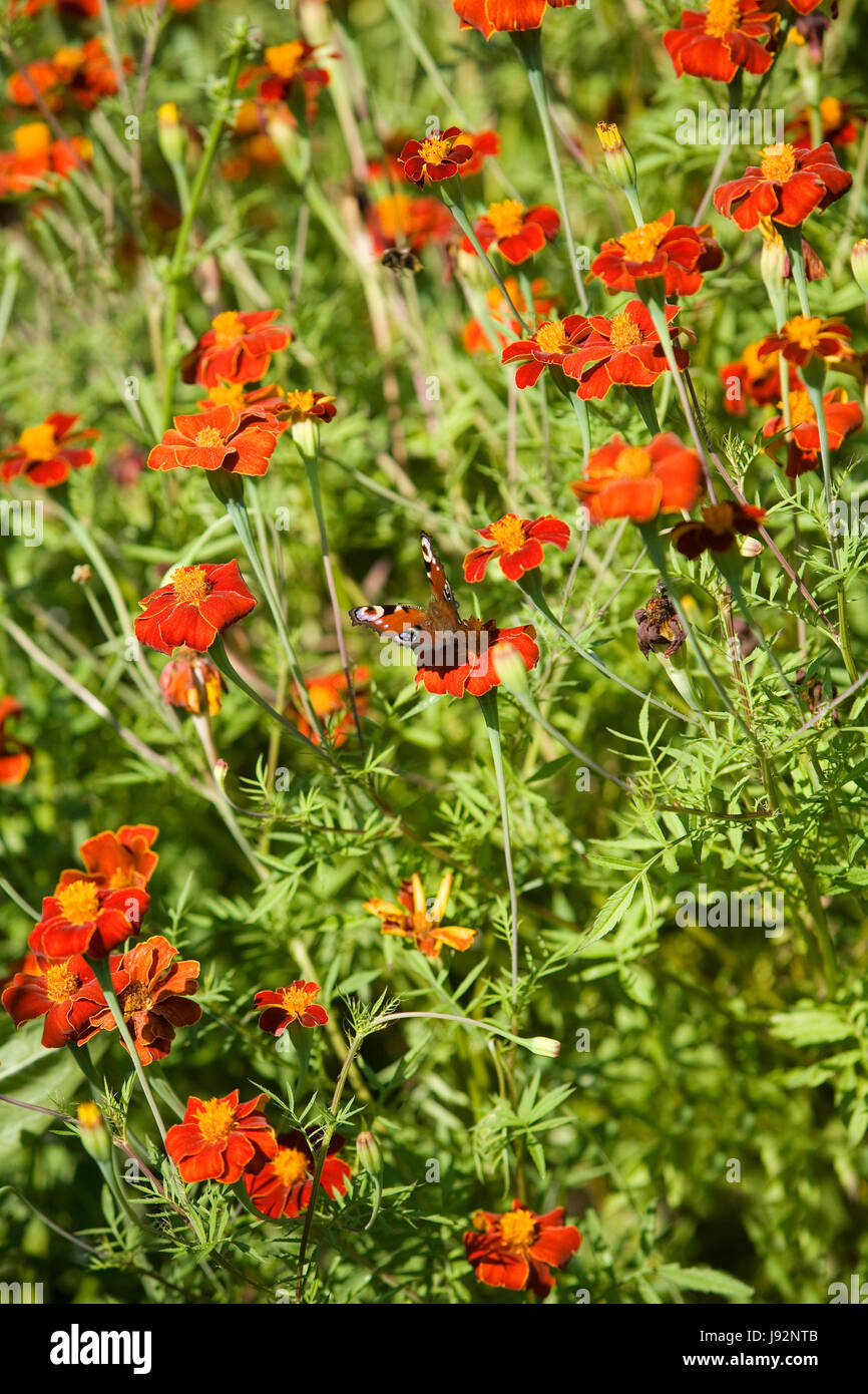 insect, flower, plant, butterfly, pollen, flutter, bugs, red, nature ...