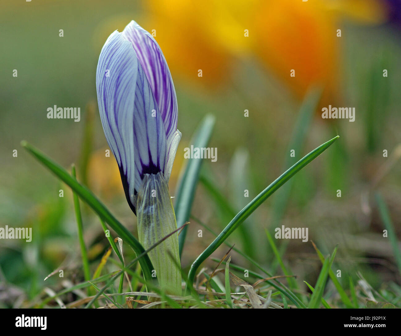 Crocus heart flower hi-res stock photography and images - Alamy
