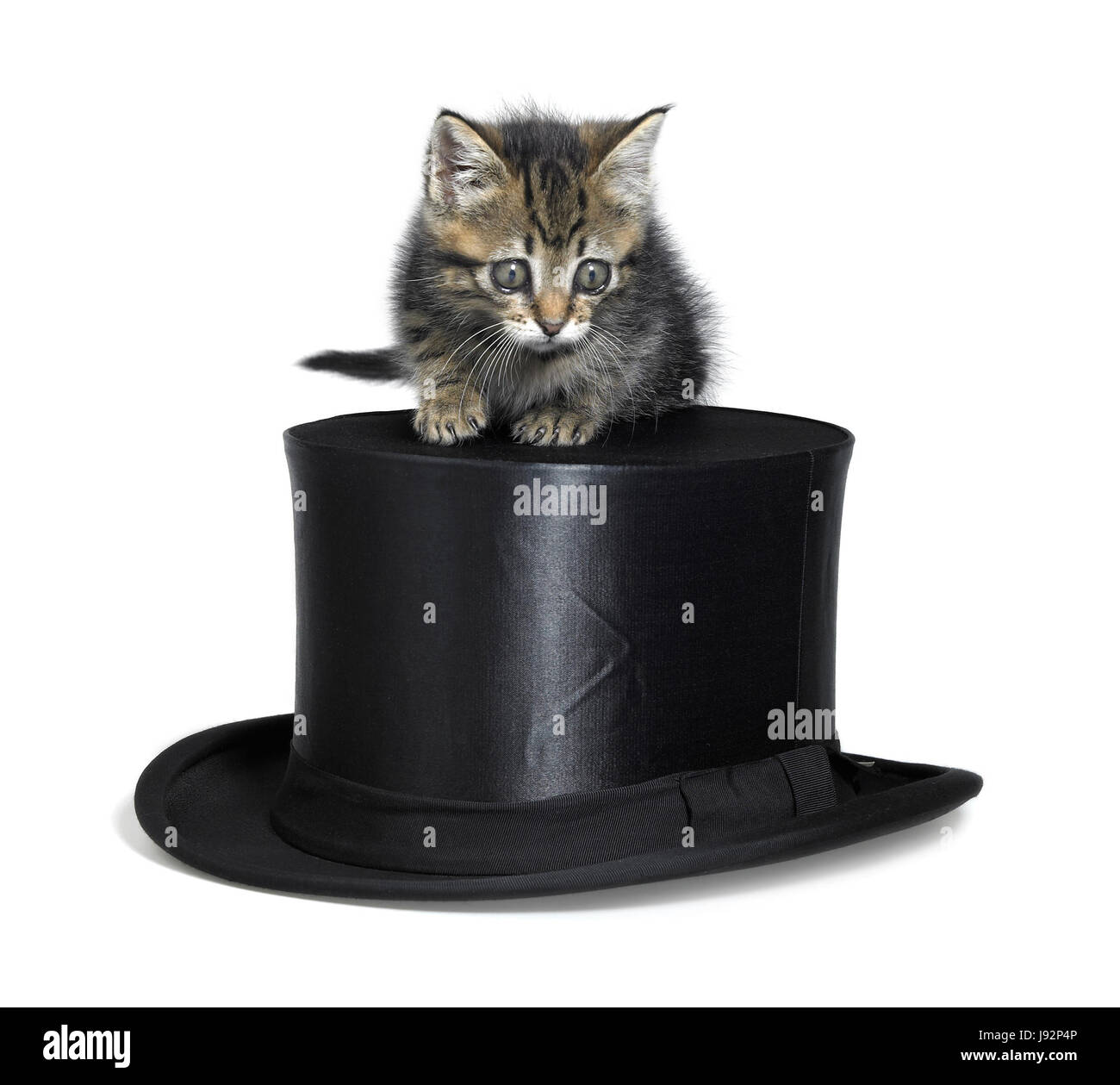 Cute little kittens play Cut Out Stock Images & Pictures - Alamy