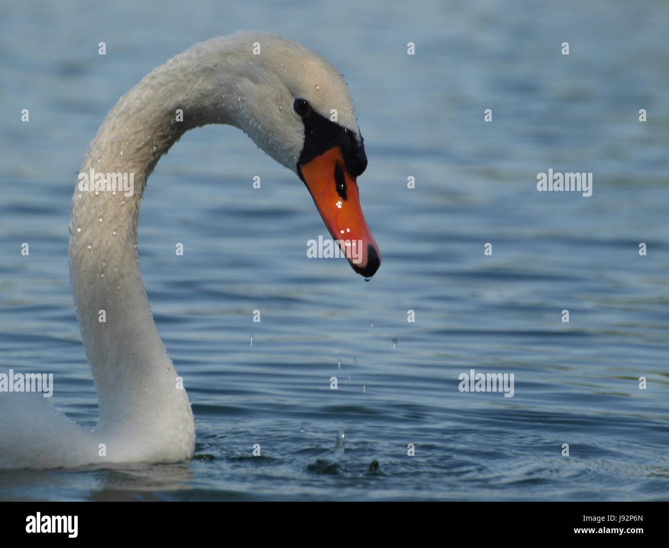 bird, swans, swan, birds, mirroring, bird, rhine, swans, swan, birds ...