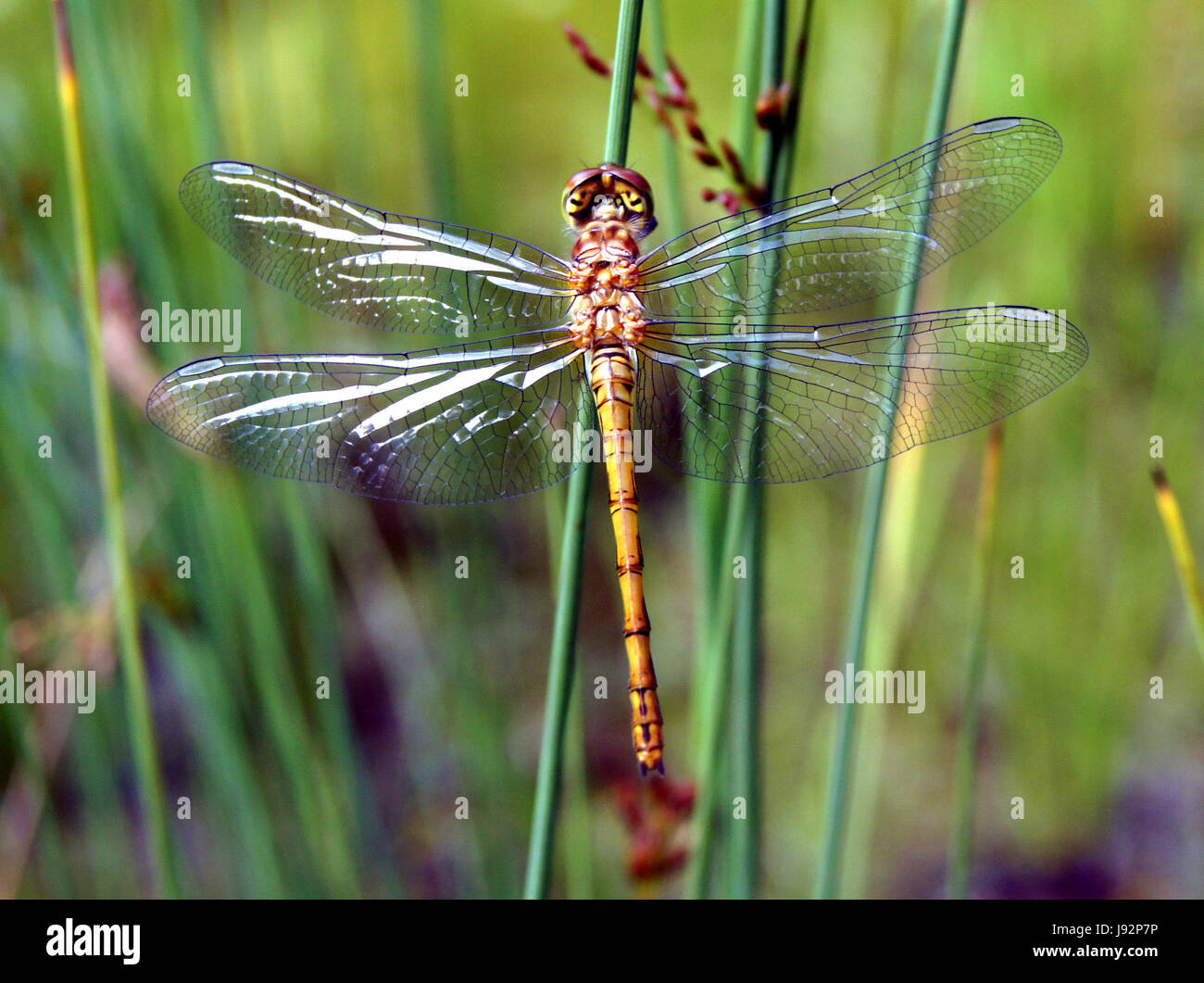 Dragon flies lake hi-res stock photography and images - Alamy