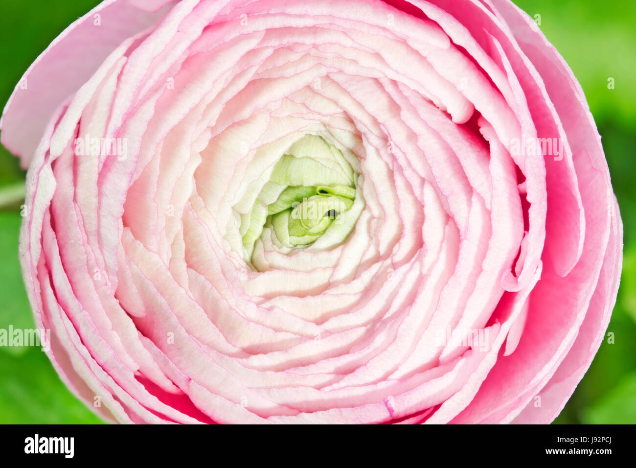 ranunculus (ranunculus asiaticus Stock Photo - Alamy