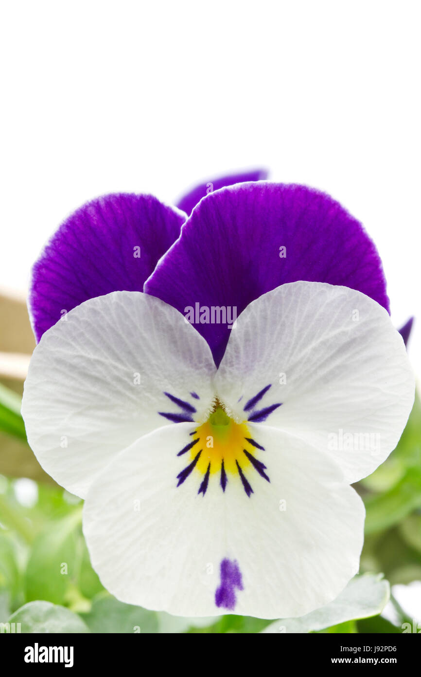 flower, plant, bloom, blossom, flourish, flourishing, viola, pansy ...