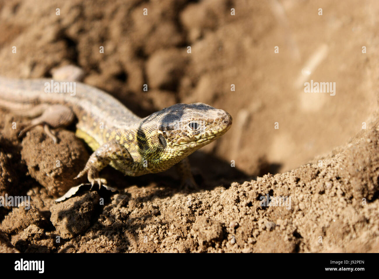 garden, animal, lizard, eyes, snake, crawler, gardens, topsoil, garden ...