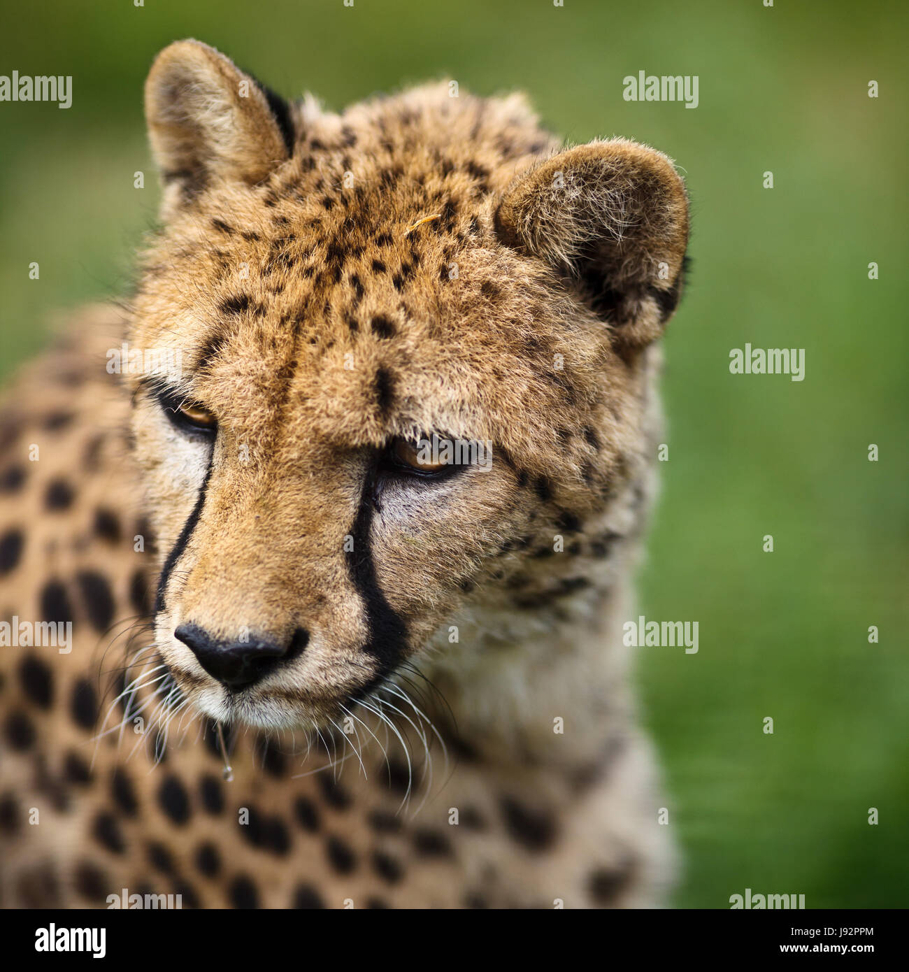 danger, animal, mammal, wild, predator, safari, cat, big cat, feline ...