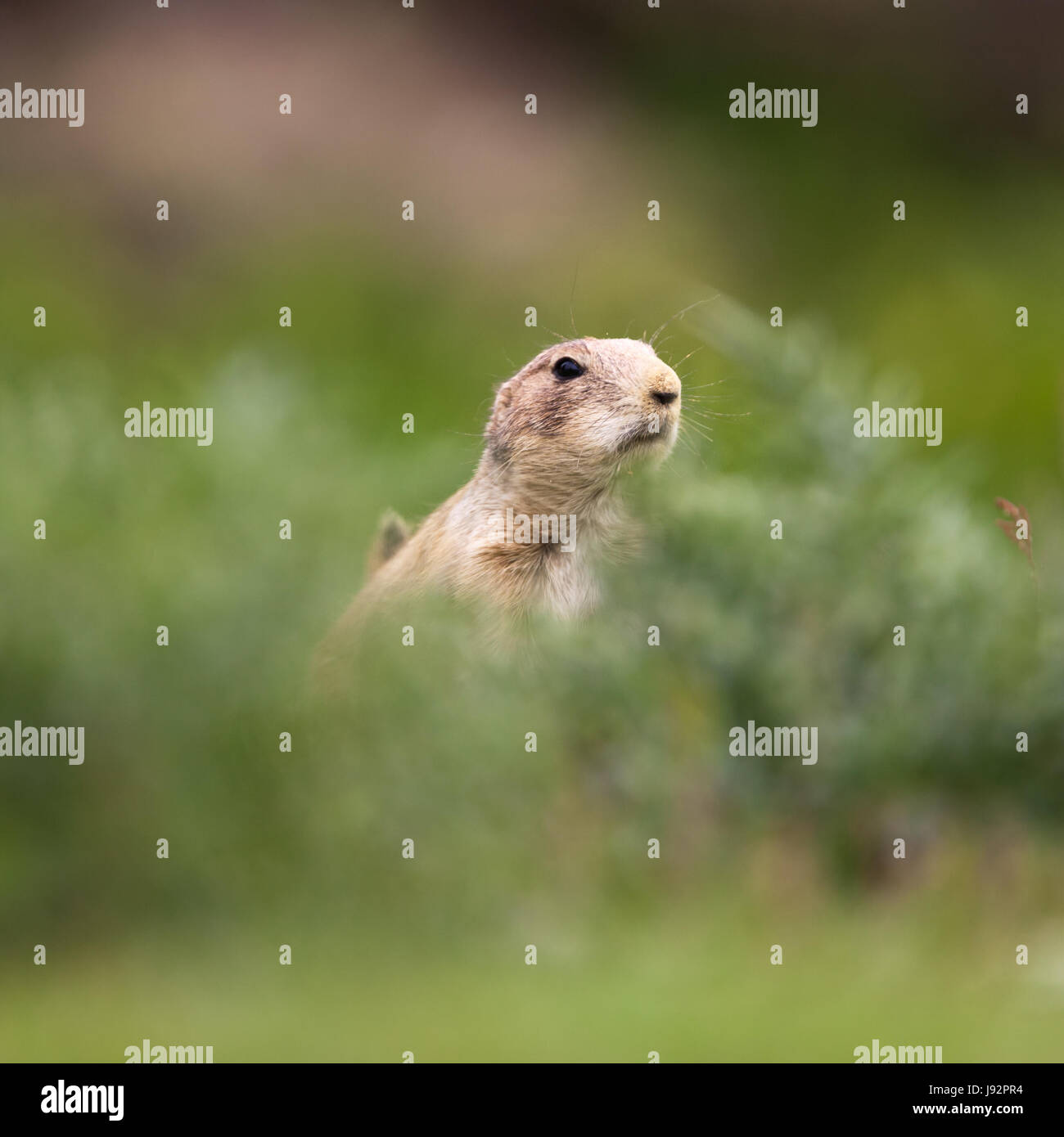 animal, mammal, black, swarthy, jetblack, deep black, rodent, dog ...