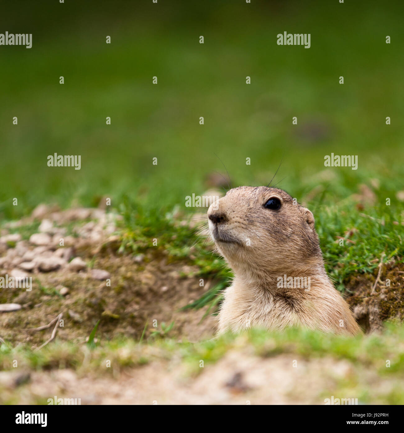 animal, mammal, black, swarthy, jetblack, deep black, rodent, dog ...