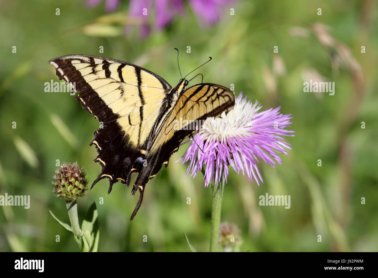 butterfly, cat, big cat, feline predator, tiger, butterflies ...