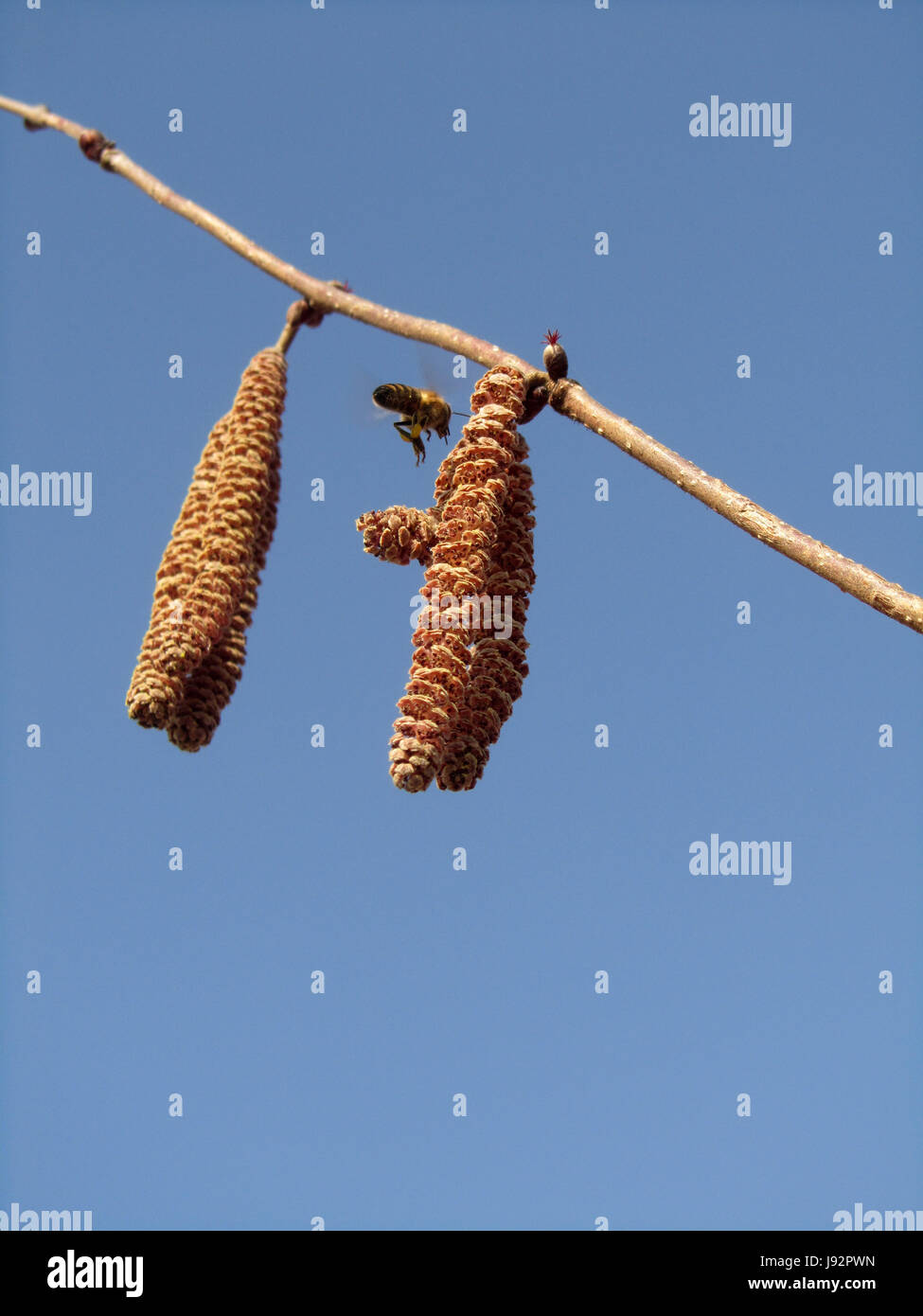european hazel - corylus avellana Stock Photo - Alamy