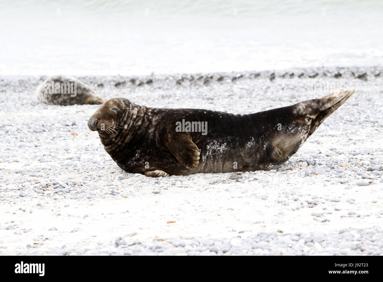 mammal, animals, seal, crawl, animal, mammal, animals, water, north sea ...