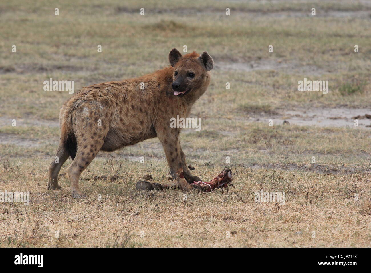 africa, skin, wildlife, to gorge, engulf, devour, blood, hyaena, hyena ...