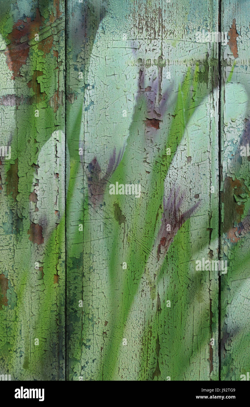 graphic, wood, painting, crocus, crocuses, wood wall, paintings, wall ...