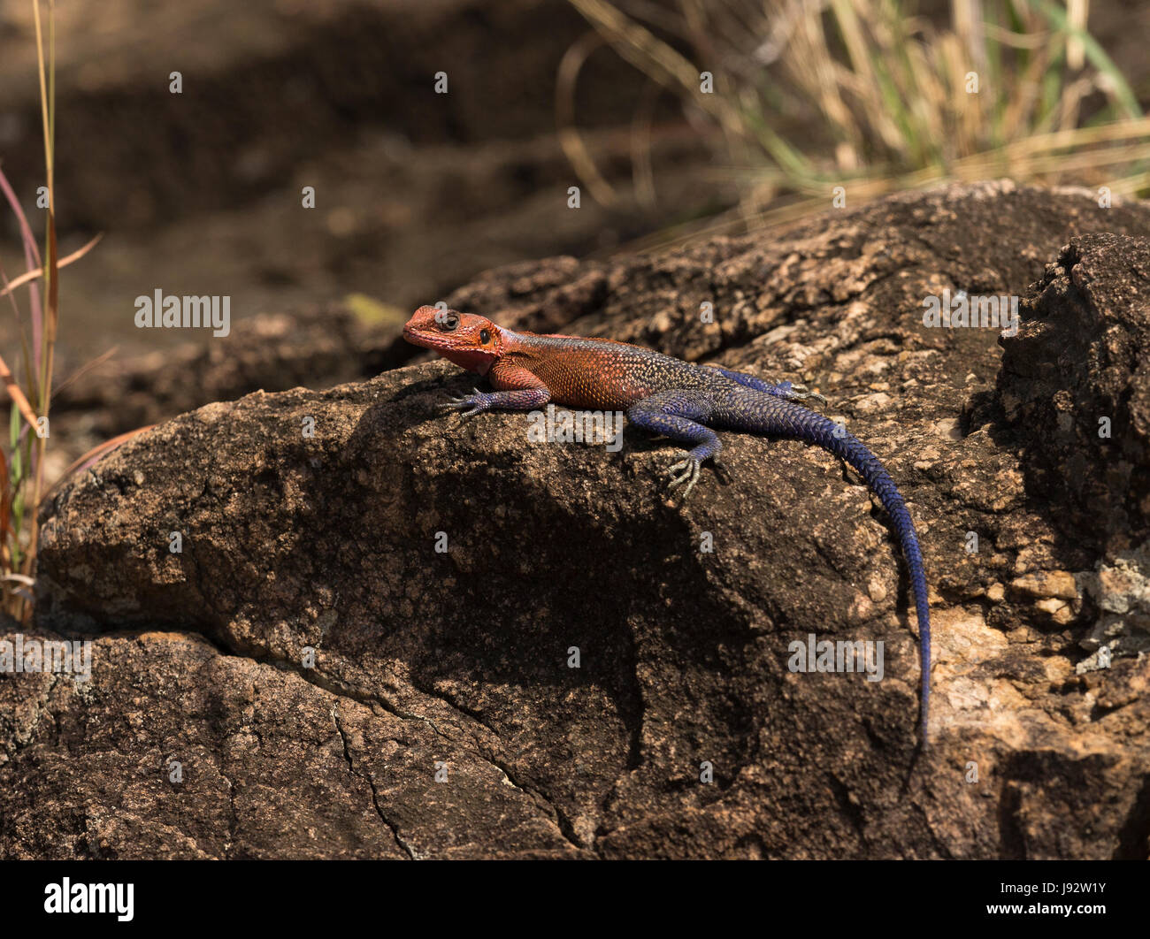African Rock Agama Stock Photo - Alamy