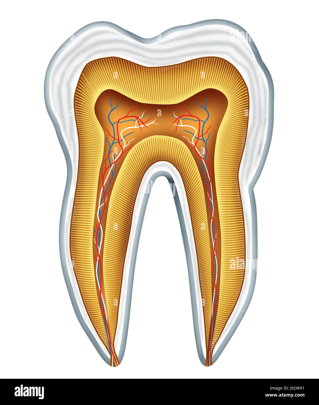 Cross sectioninside viewhuman Cut Out Stock Images & Pictures - Alamy