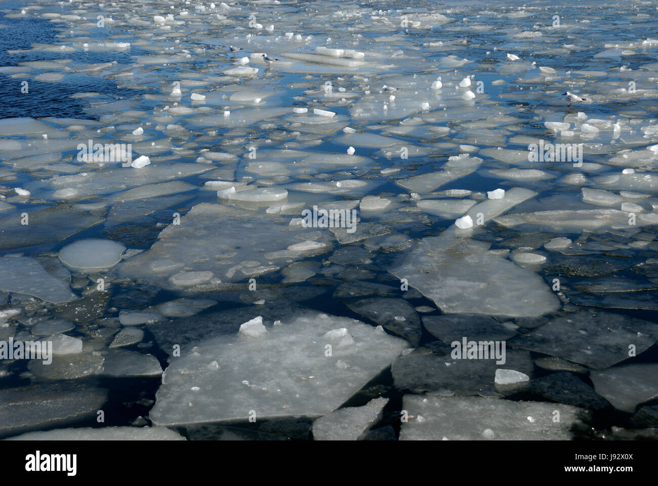 ice floes in the flensburg harbor Stock Photo - Alamy
