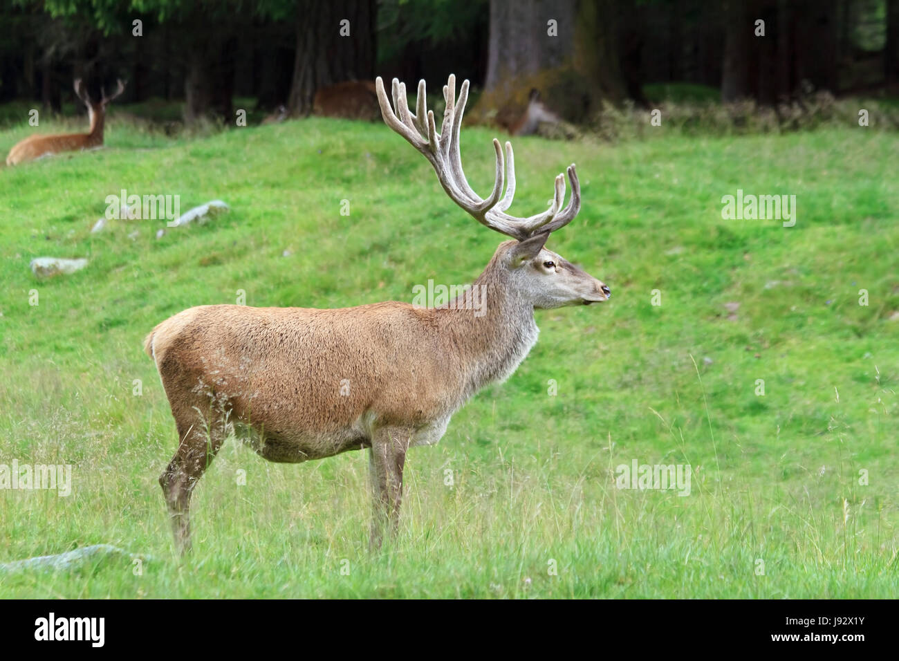 park, animal, wild, male, masculine, alps, wildlife, horns, deer, big ...