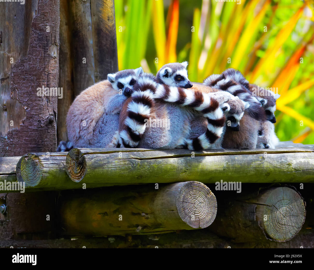 colour, animal, mammal, fauna, summer, summerly, zoo, horizontal ...