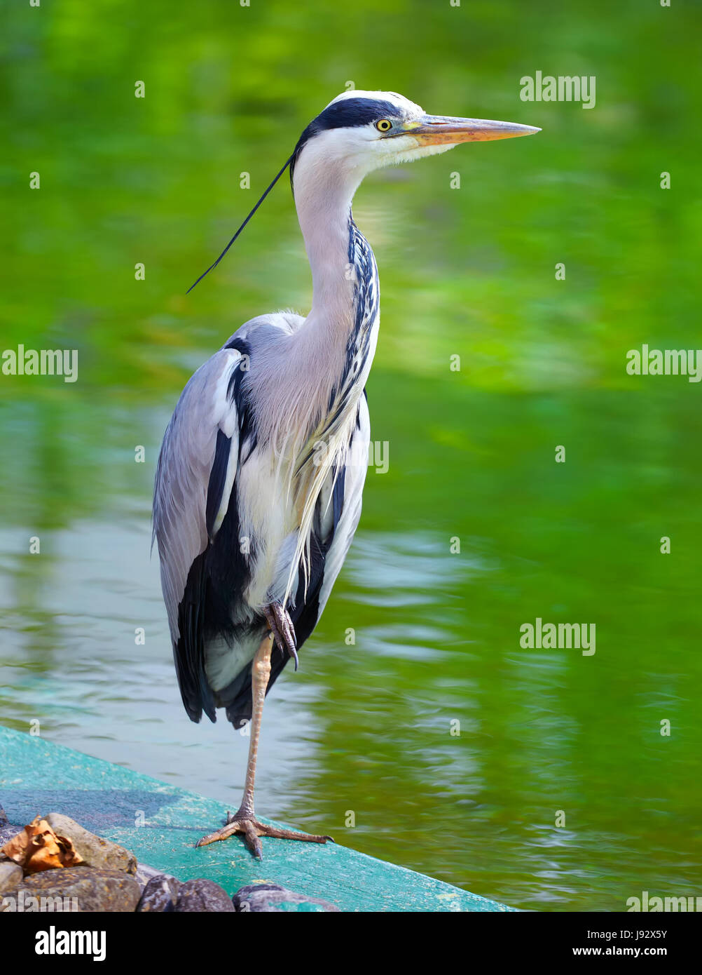 colour, animal, bird, fauna, wild, portrait, summer, summerly, spring ...