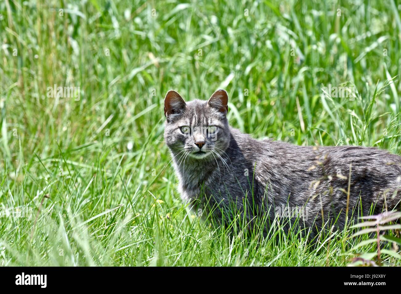 Stray cat in grass field Stock Photo - Alamy