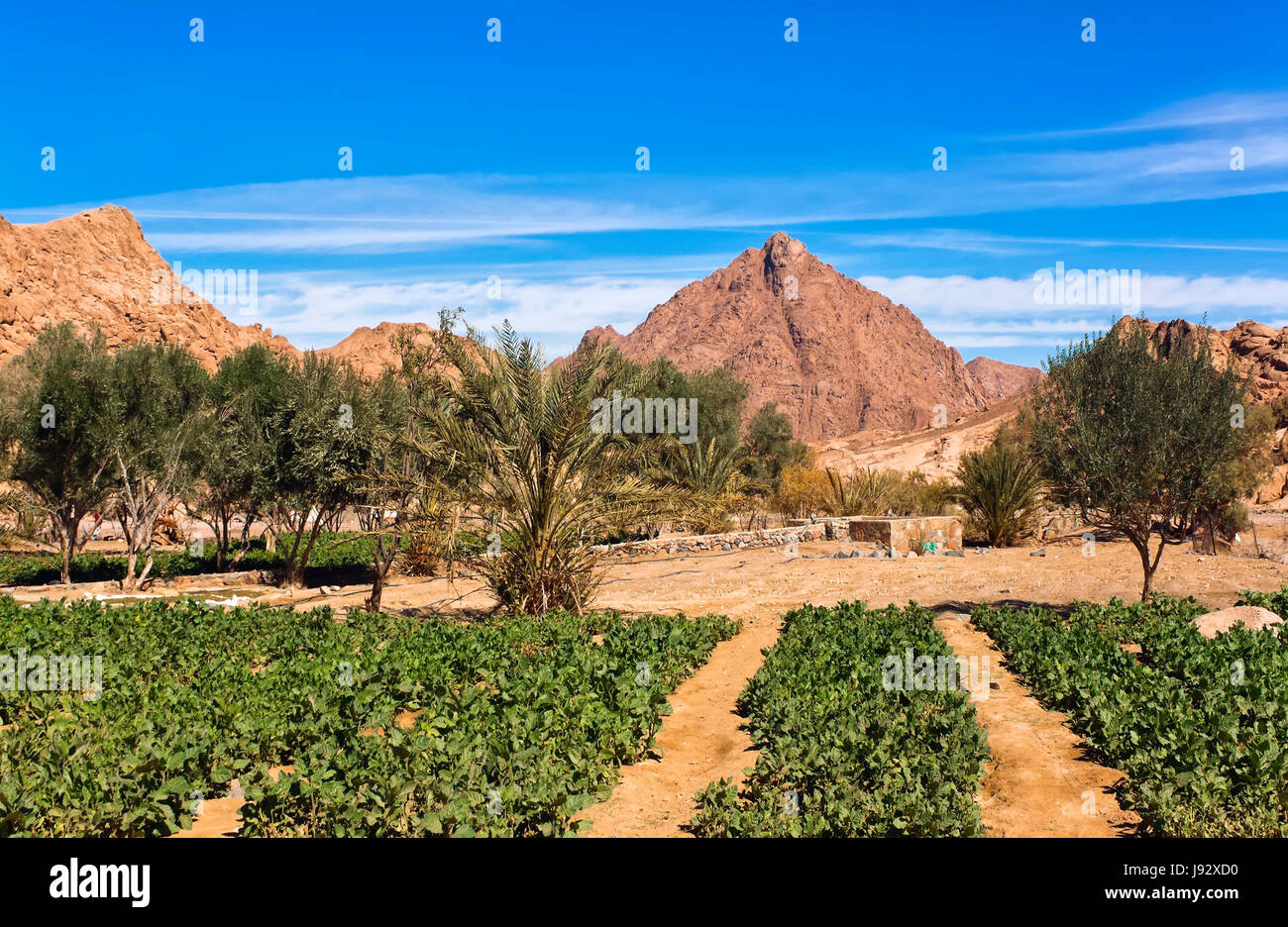 desert, wasteland, oasis, egypt, opium, garden, desert, wasteland ...