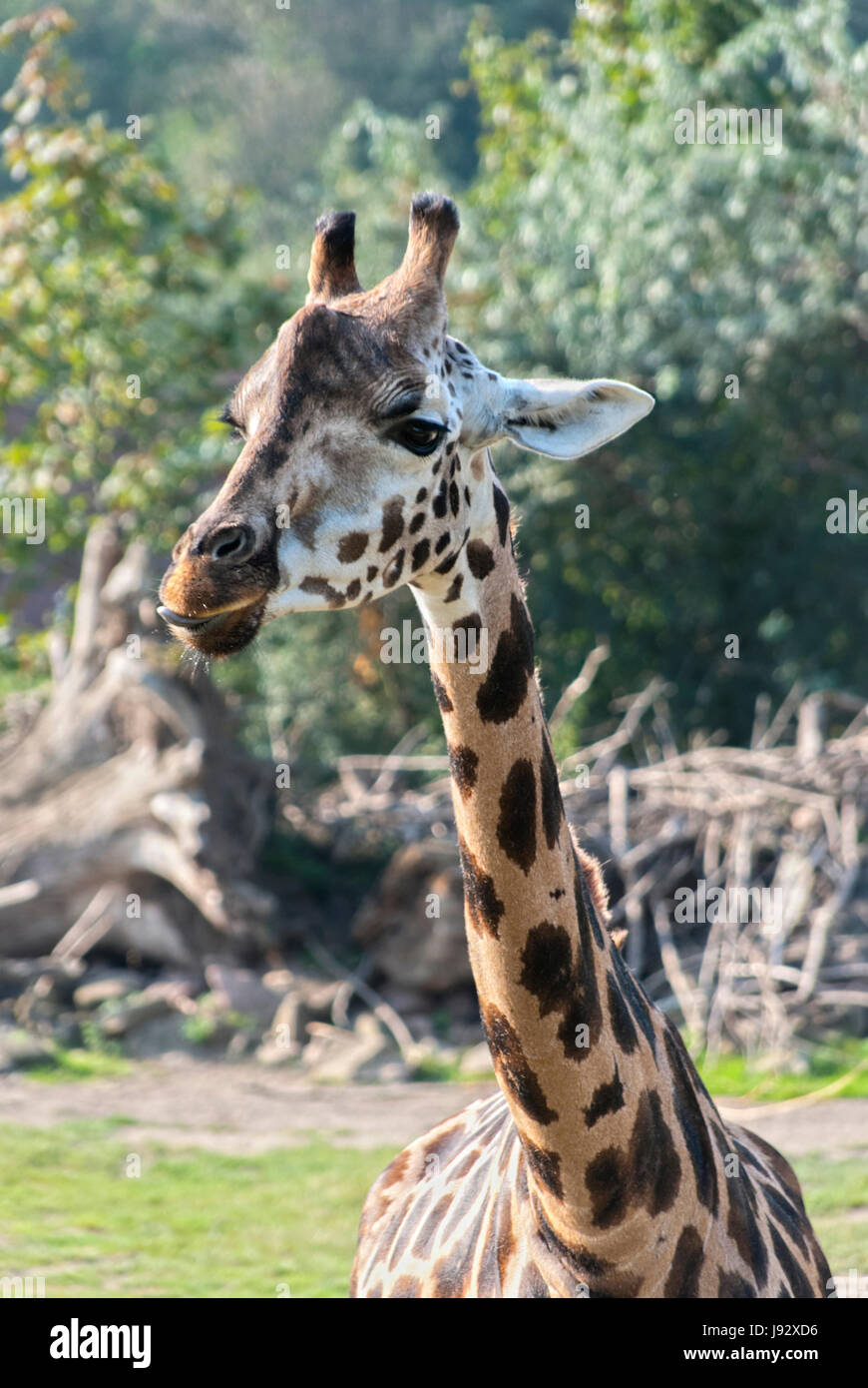 big, large, enormous, extreme, powerful, imposing, immense, relevant ...