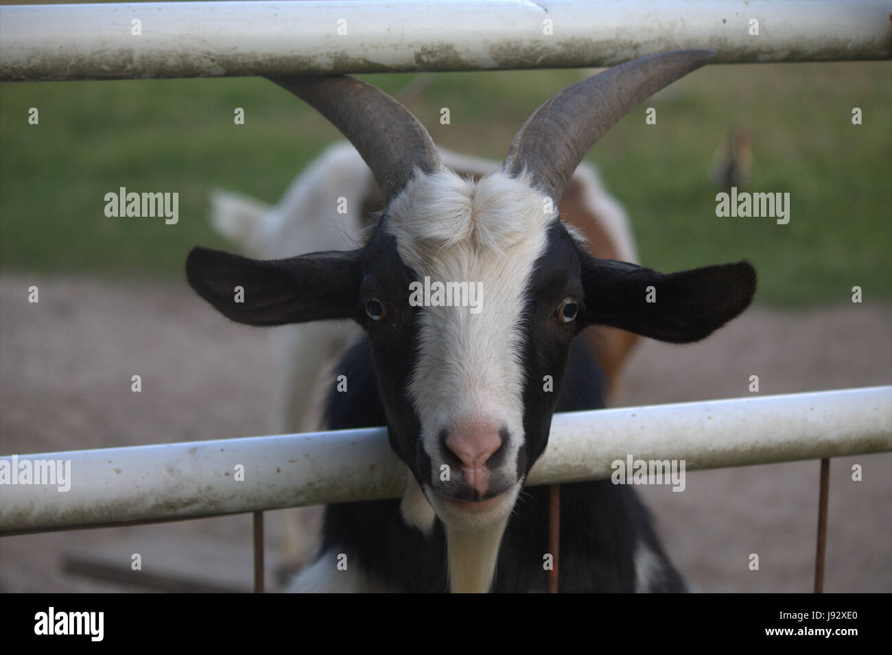 Close up of a black and white male goat with his head sticking through ...