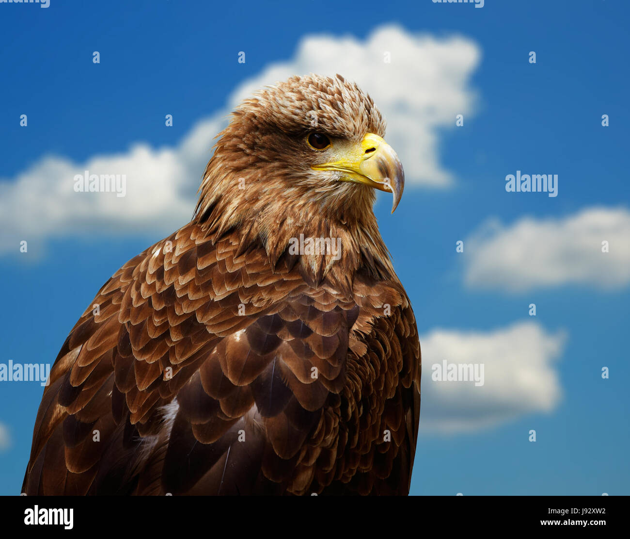 colour, closeup, animal, bird, fauna, wild, portrait, horizontal, adult ...