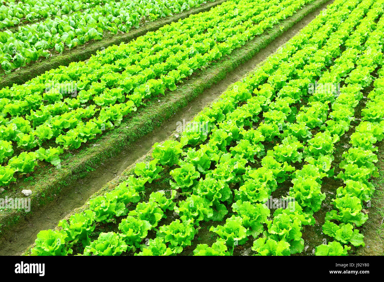 food, aliment, leaf, agricultural, industry, ground, soil, earth, humus ...
