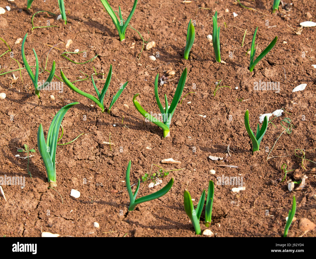 ground, soil, earth, humus, sunlight, spring, bouncing, bounces, hop ...
