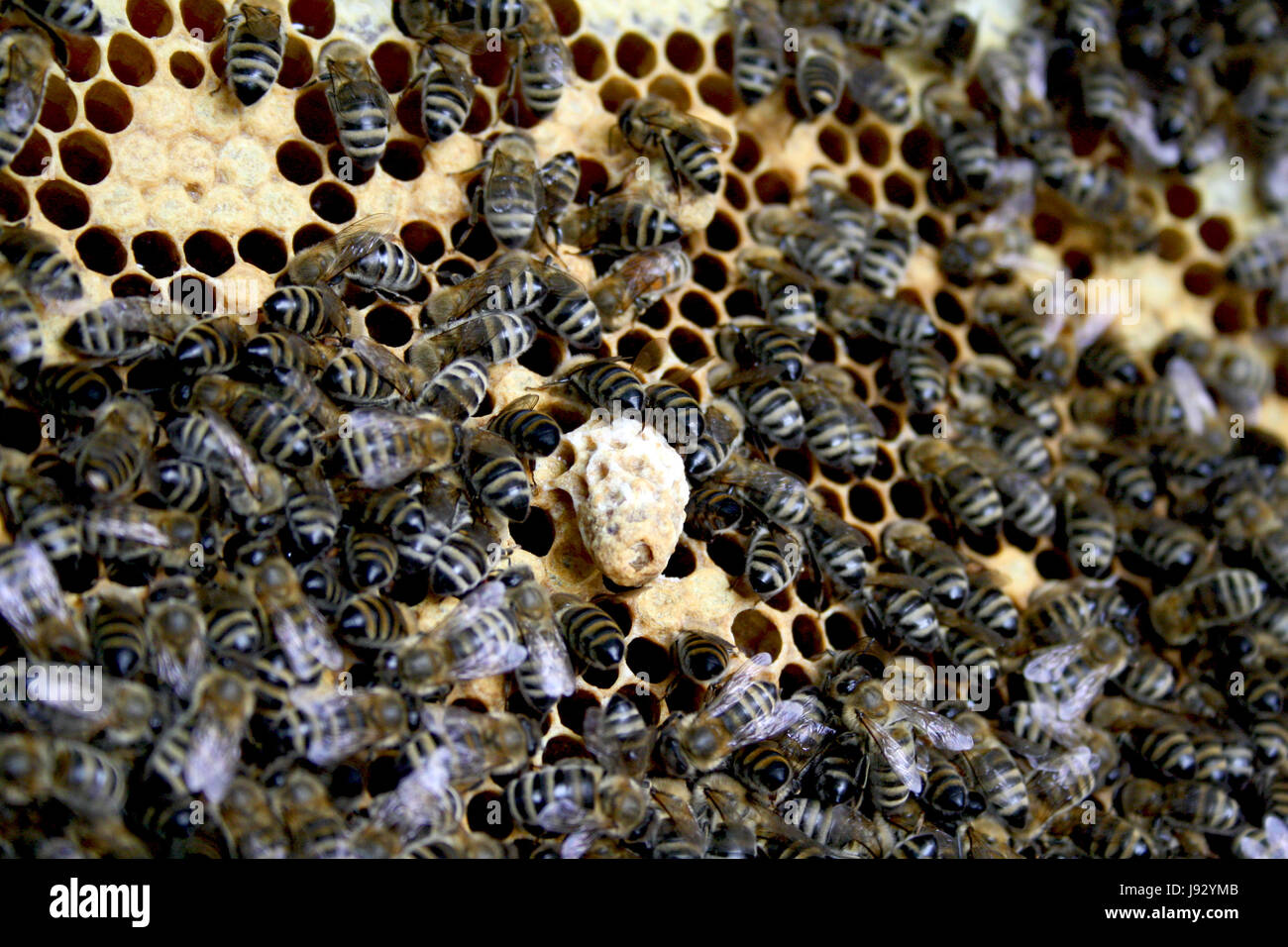 Weisel hi-res stock photography and images - Alamy