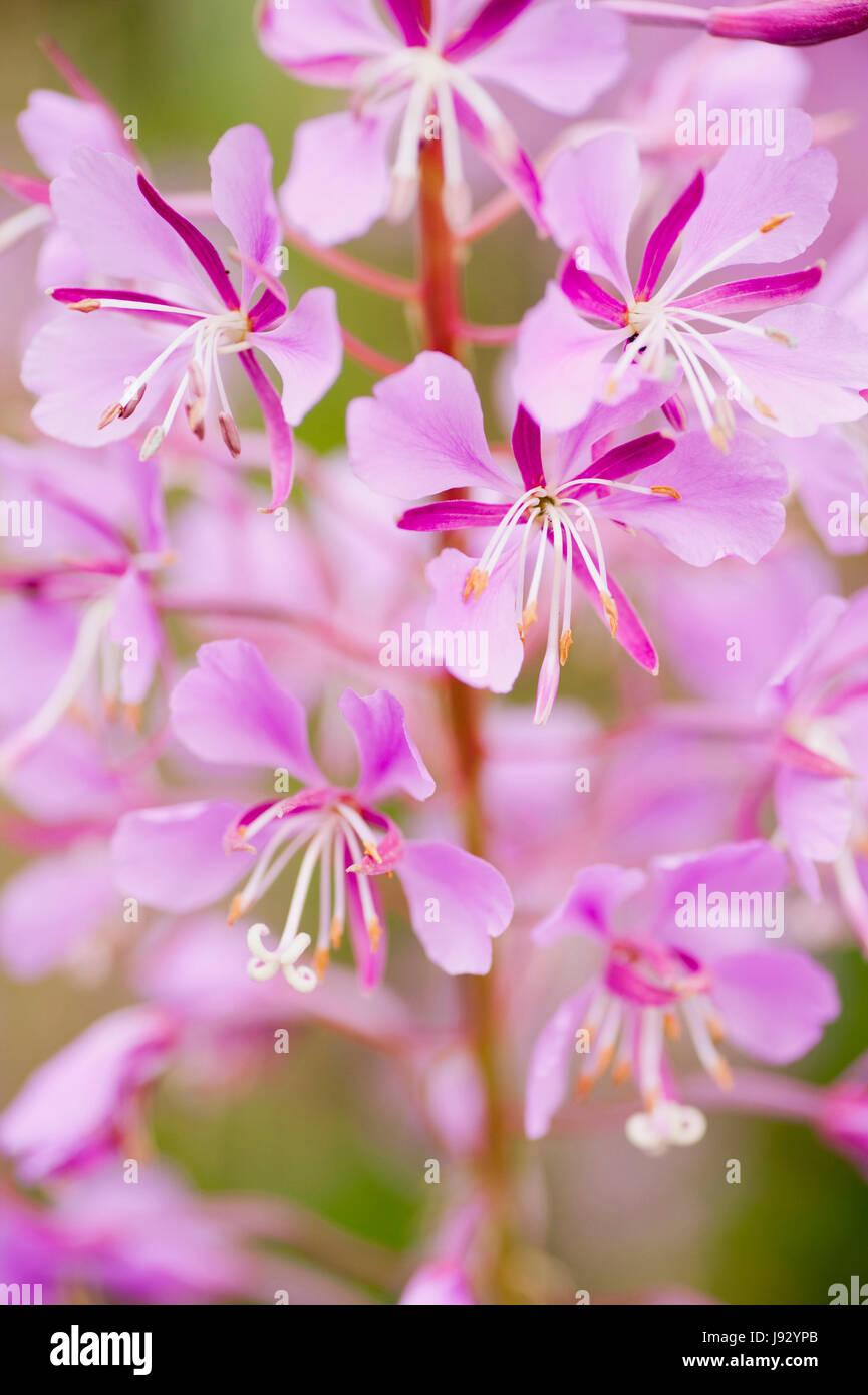 flower, plant, freshness, growth, nature, closeup, flower, plant ...